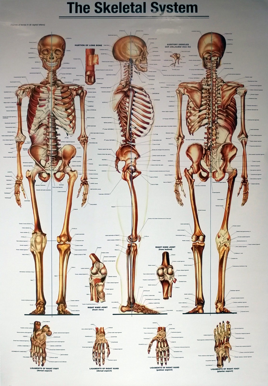 The Skeletal System