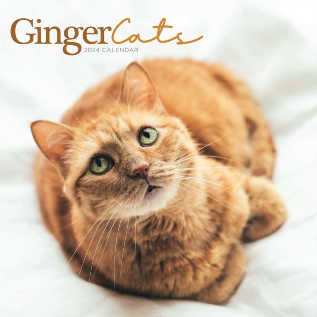 Ginger Cats Square Wall Calendar 2024 (Kalender, Calendar, Engelsk)